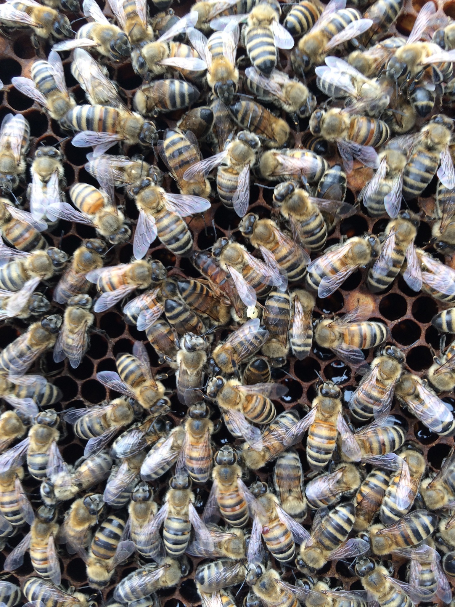 Welcome to The Beekhive! Where you can find and buy Local Honey direct ...